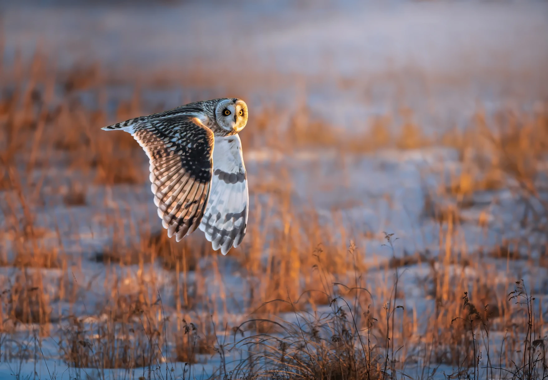 Short eared Owl wallpaper - Happywall