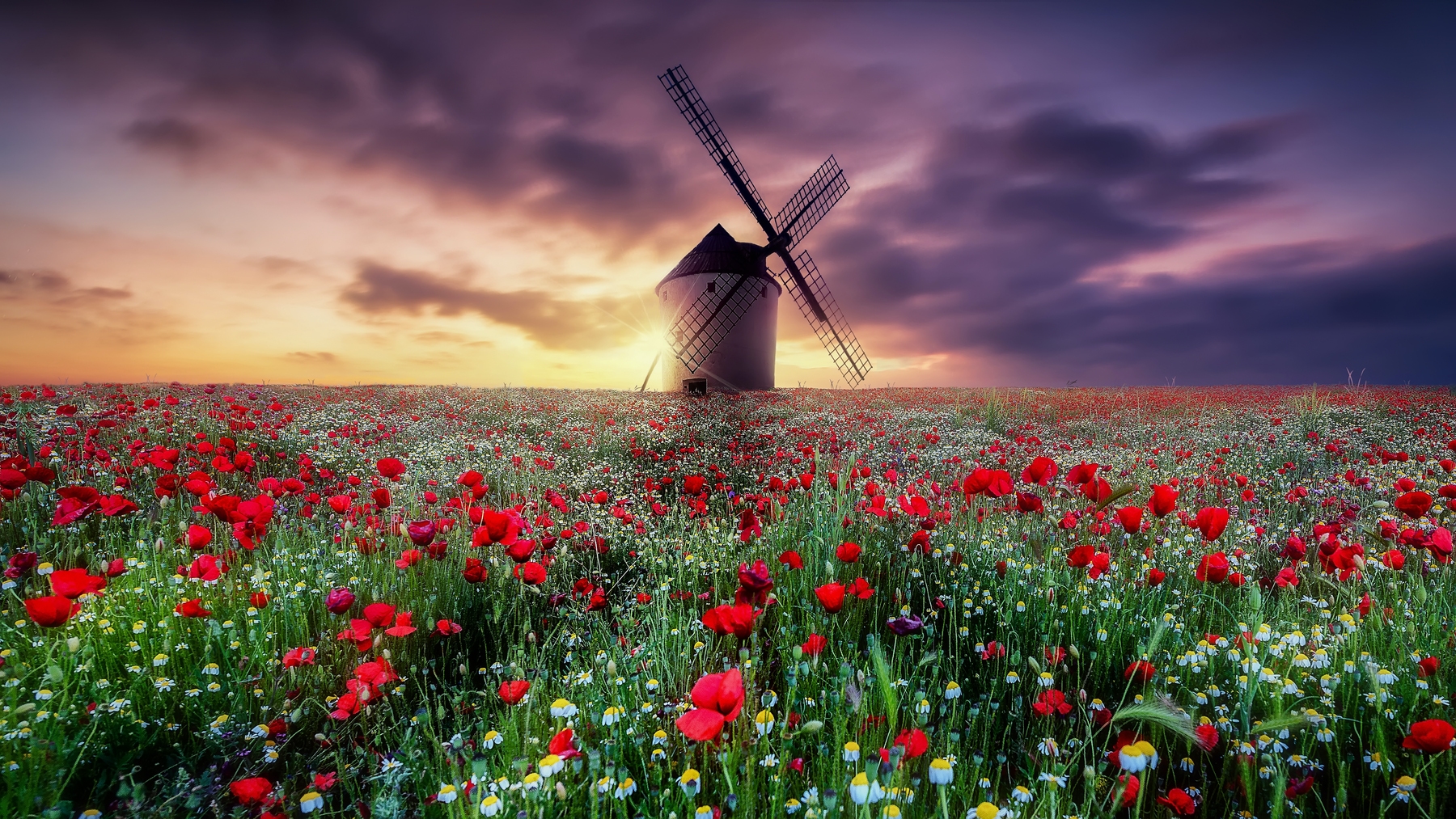 spring by the windmill wallpaper - Free shipping | Happywall