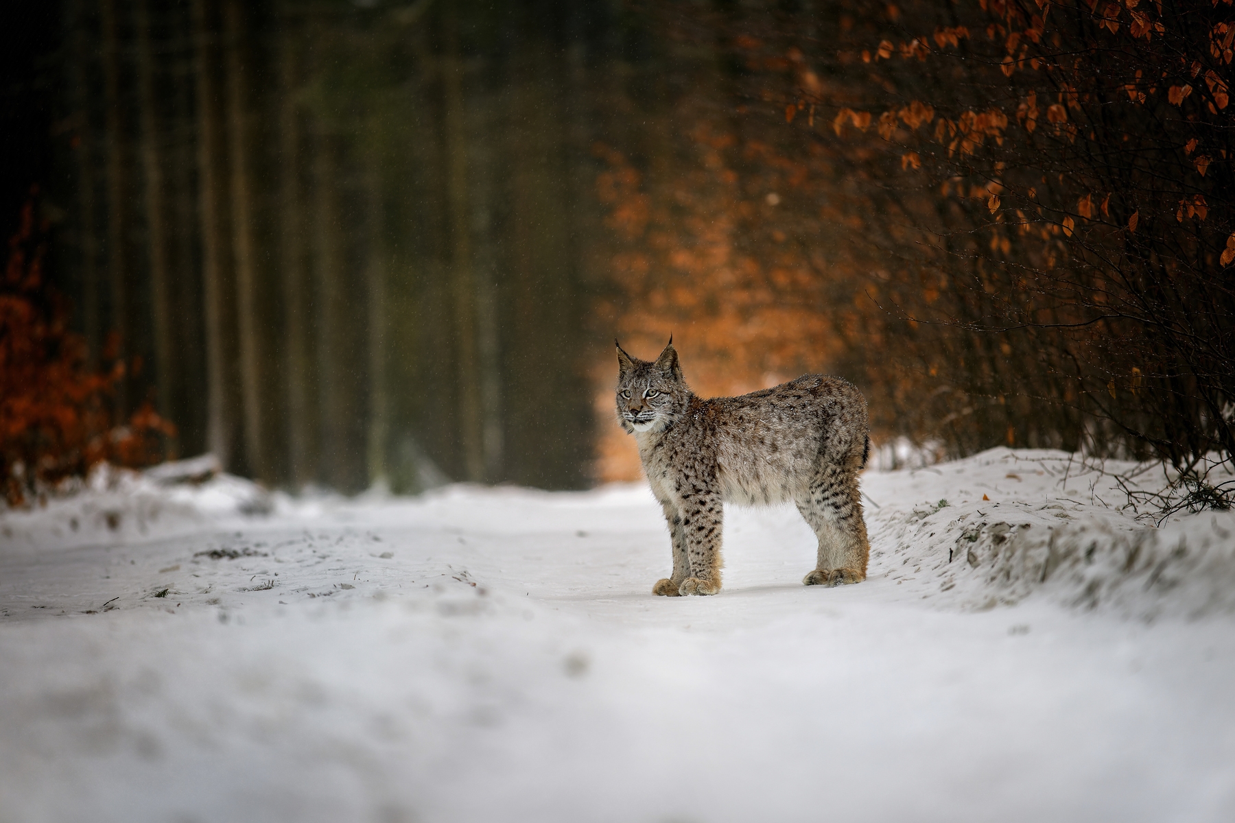 Bobcat in Winter Forest Wallpaper - Happywall