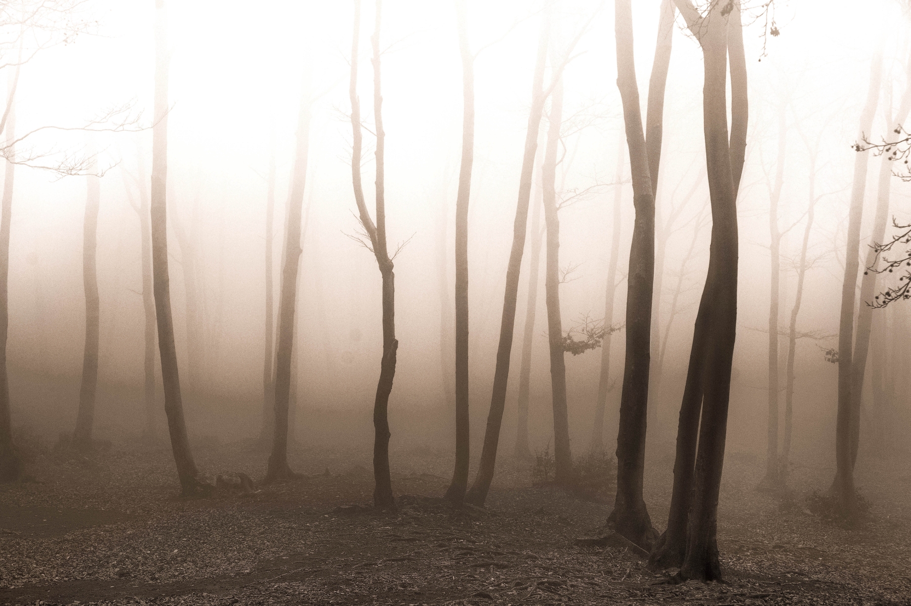 Silent Life Wallpaper - Beautiful Scenic Wall Mural | Happywall