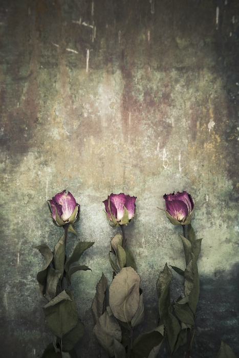 Unique Three Dry Roses Wallpaper | Happywall