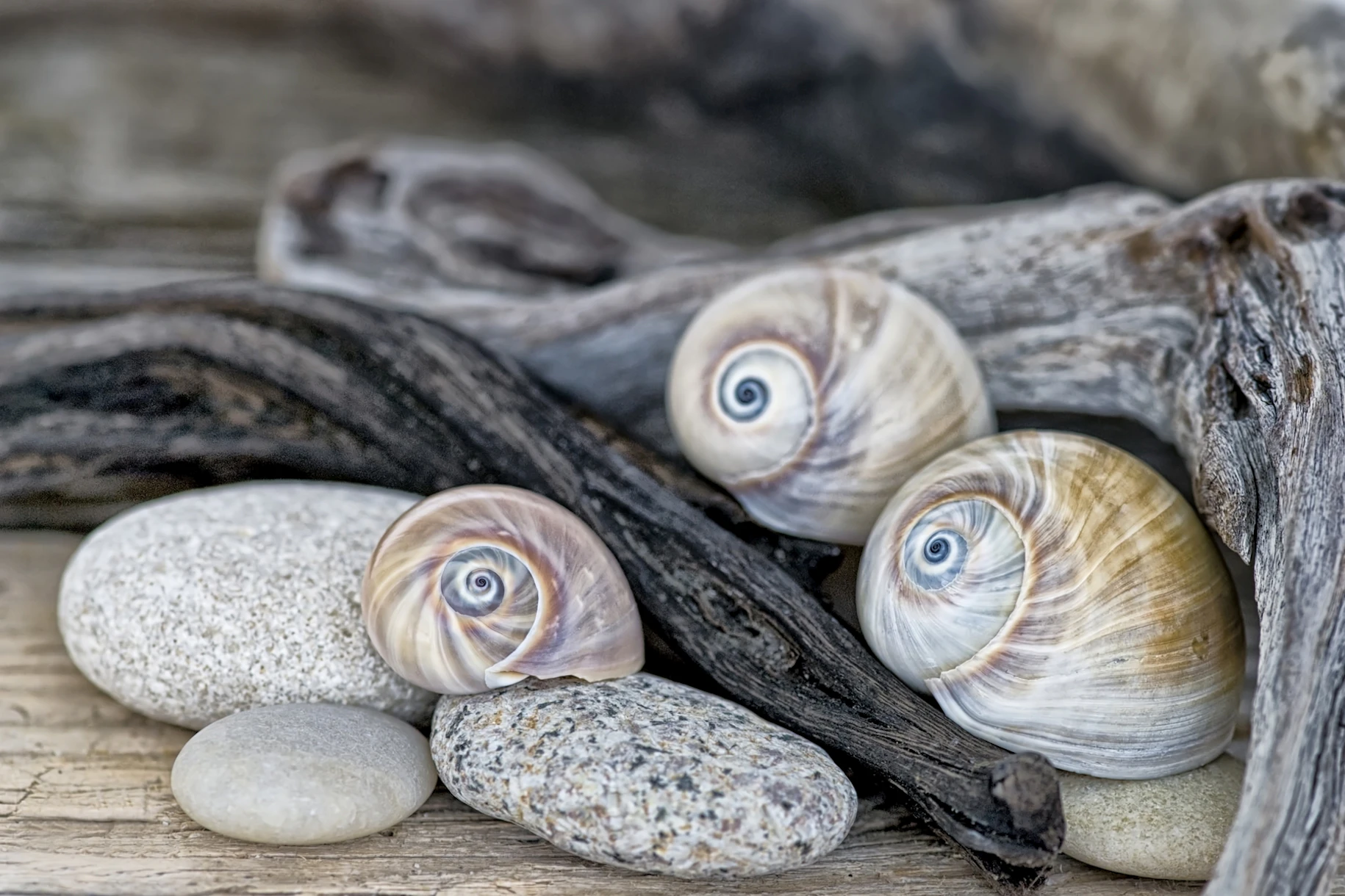Sharks Eye Shell Still Life wallpaper - Happywall