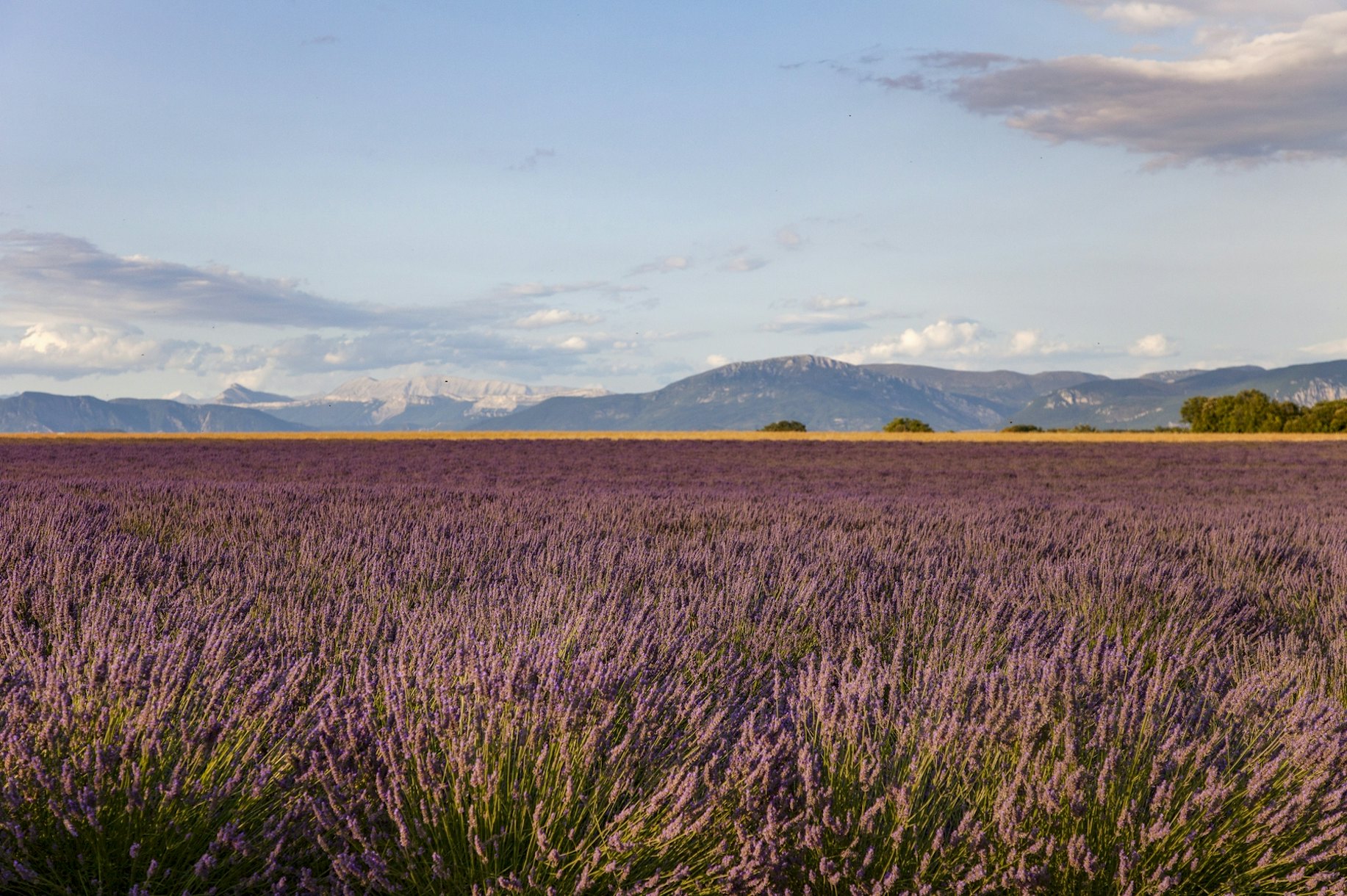 Lavender Fields Provence wallpaper - Happywall