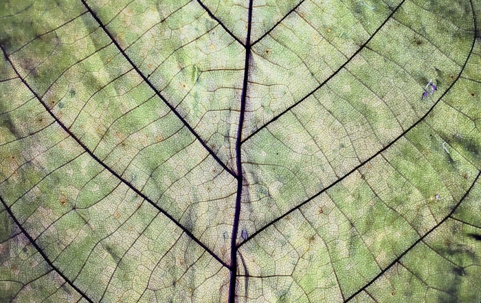 Leaf Pattern Green Nature Wallpaper