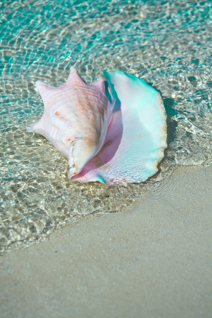 Seashell Wallpaper - Buy Online from Happywall