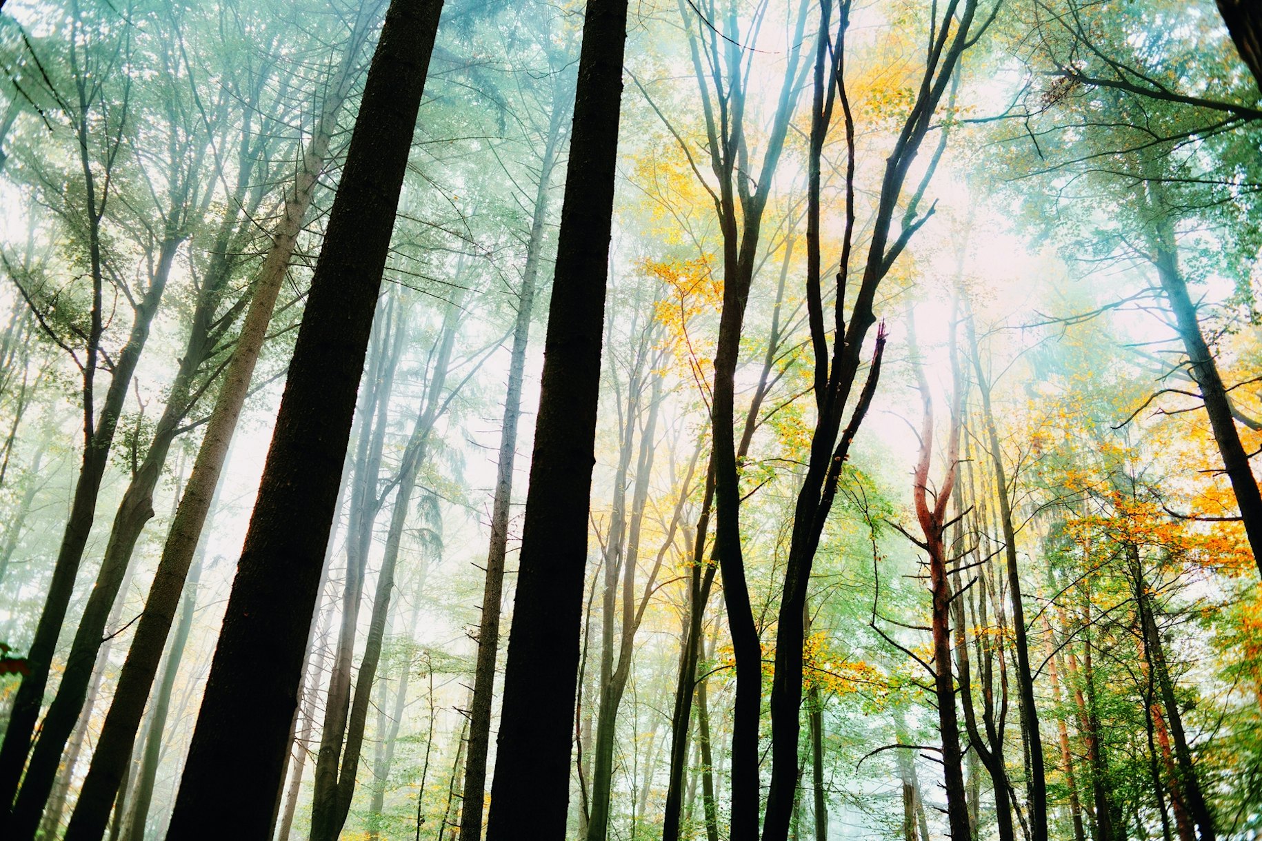 Golden Forest wallpaper - Happywall