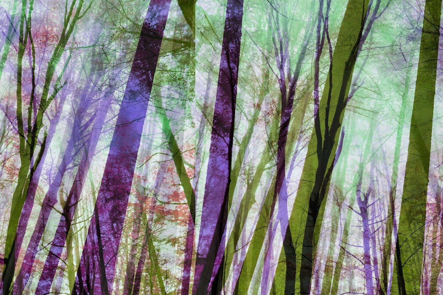 Get lost in the Magic Forest with Happywall's Wallpaper