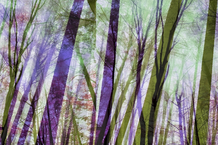 Get lost in the Magic Forest with Happywall's Wallpaper
