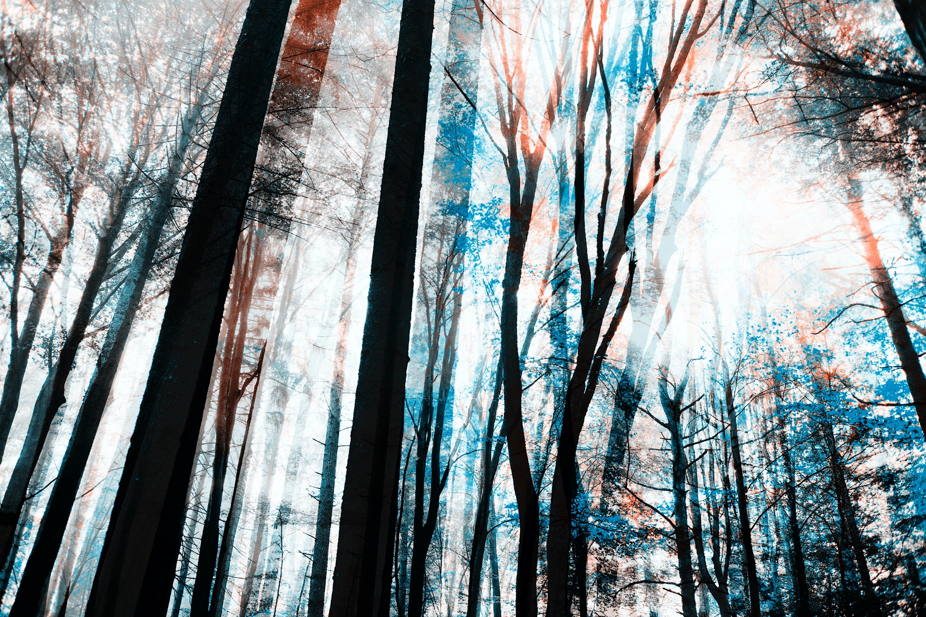 "Gorgeous Charmed Forest Wallpaper for Your Home - Happywall"