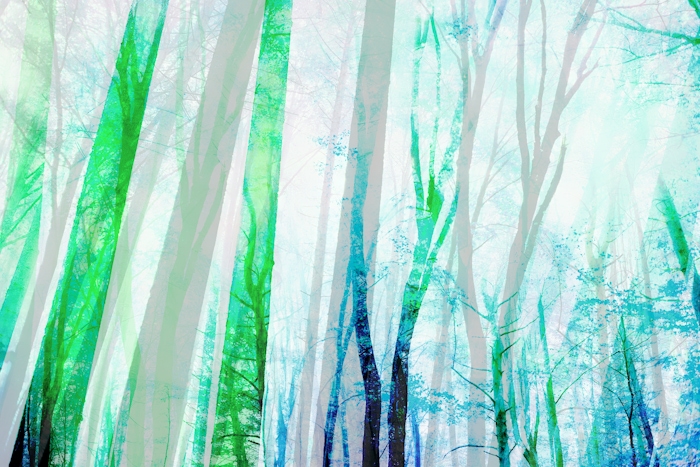 Turquoise Forest Wallpaper for Bedrooms