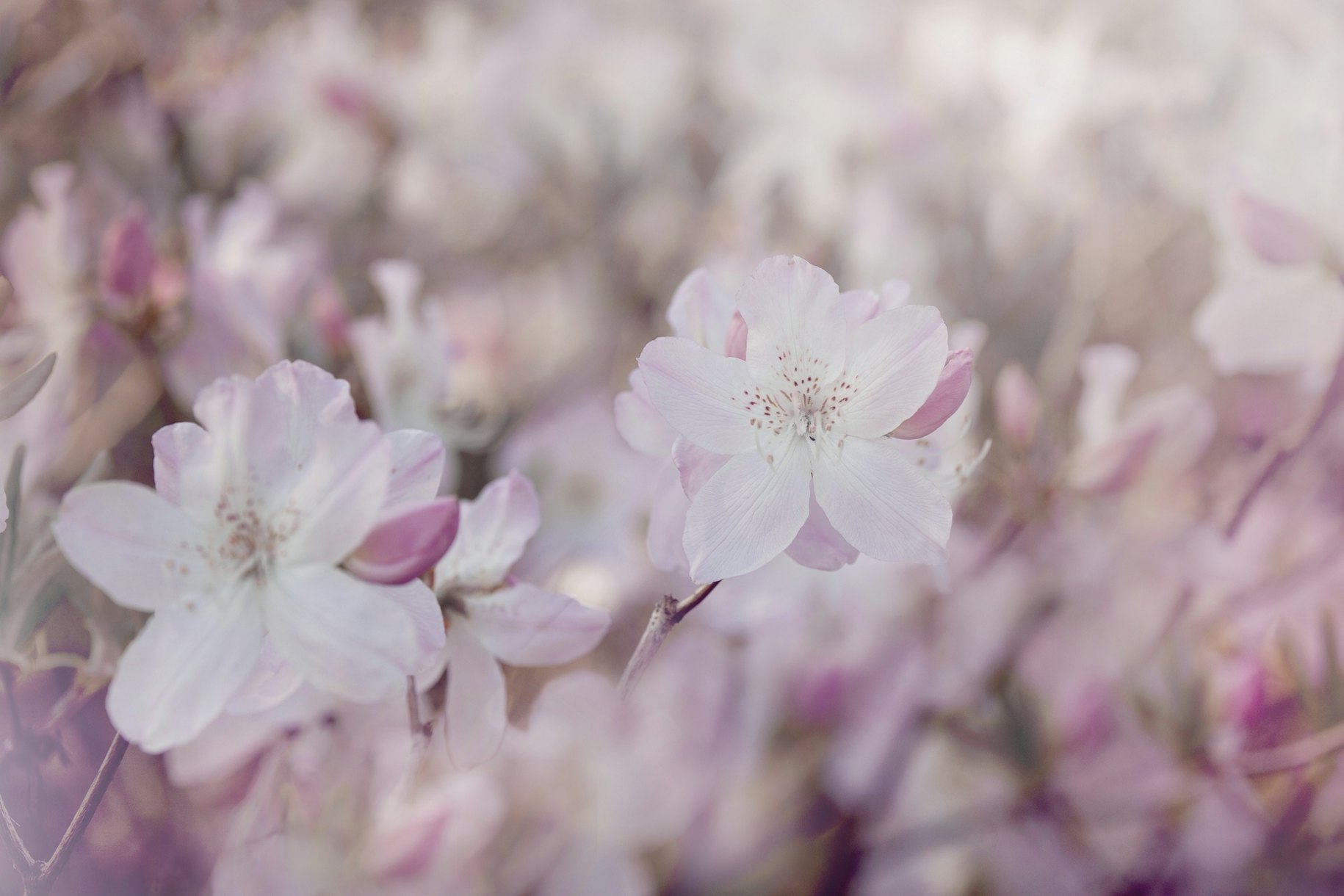 Blooming Pink Spring Flower Wallpaper | Happywall