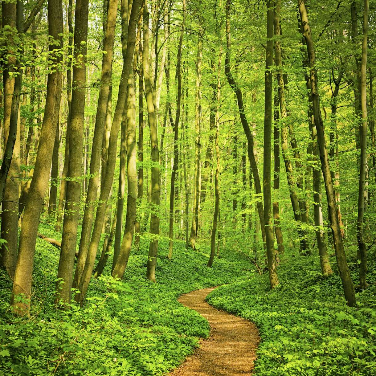 Buy Green forest path wallpaper - Happywall
