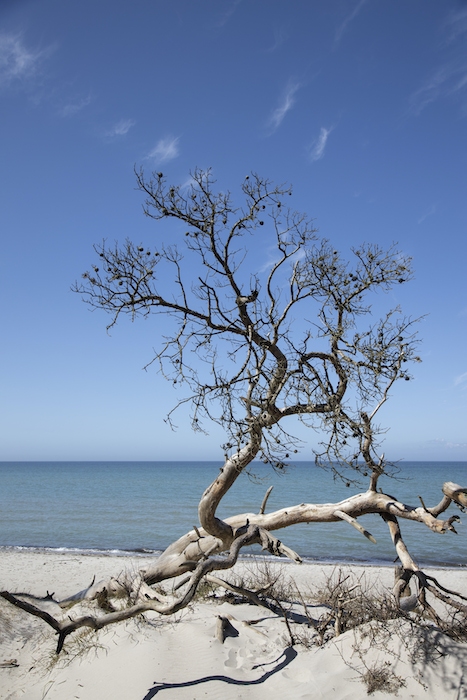 Serene Beach Tree Blue Ocean Wallpaper