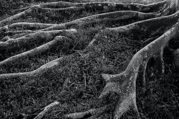 Black and White Roots Wallpaper