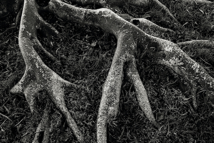 Roots II Wallpaper | Happywall