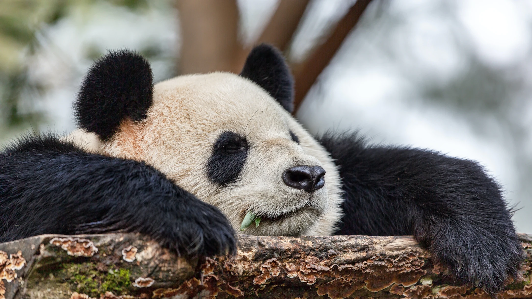 Sleeping Wallpaper | Calming and Serene | Happywall