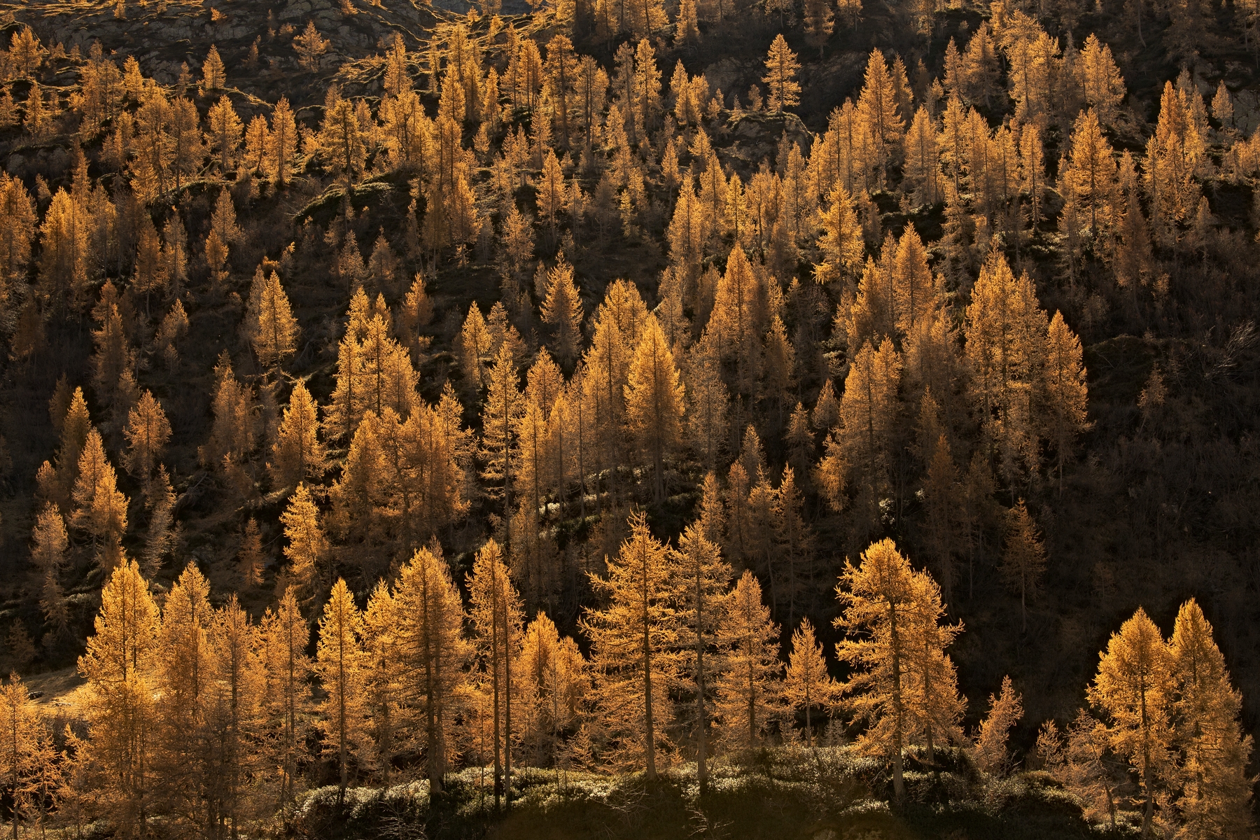 Larches in Autumn Wallpaper - Beautiful Forest Wallpapers | Happywall