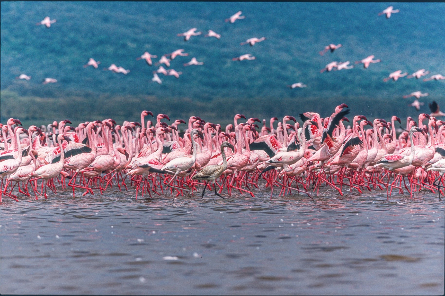 Lake Nakuru Flamingos Wallpaper - Buy Online | Happywall