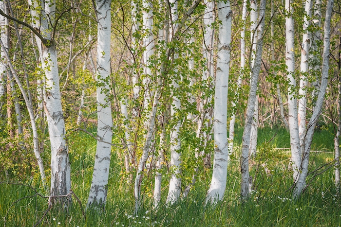 Birches at Sunlight | Happywall.com