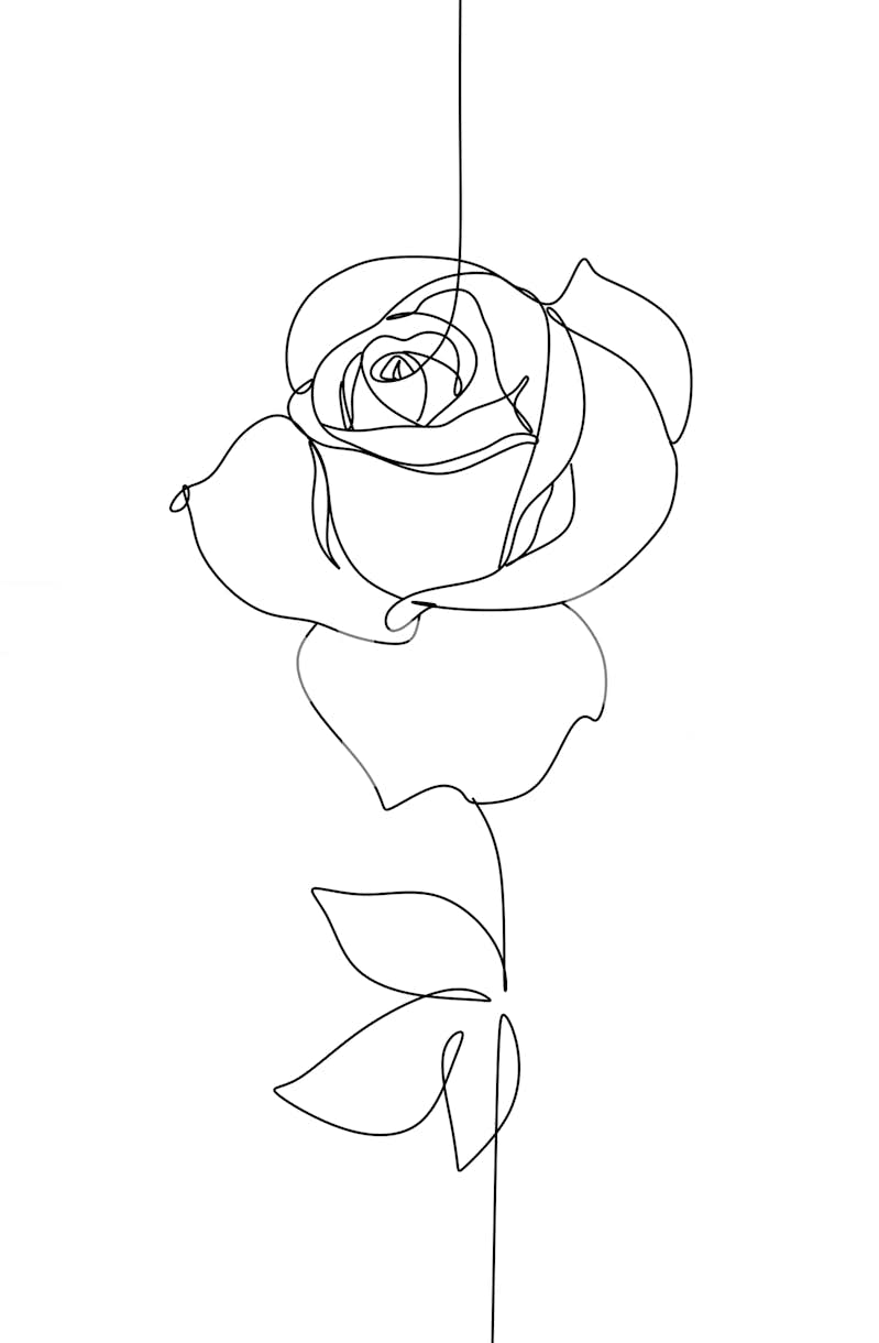 Rose Line art wallpaper - Happywall