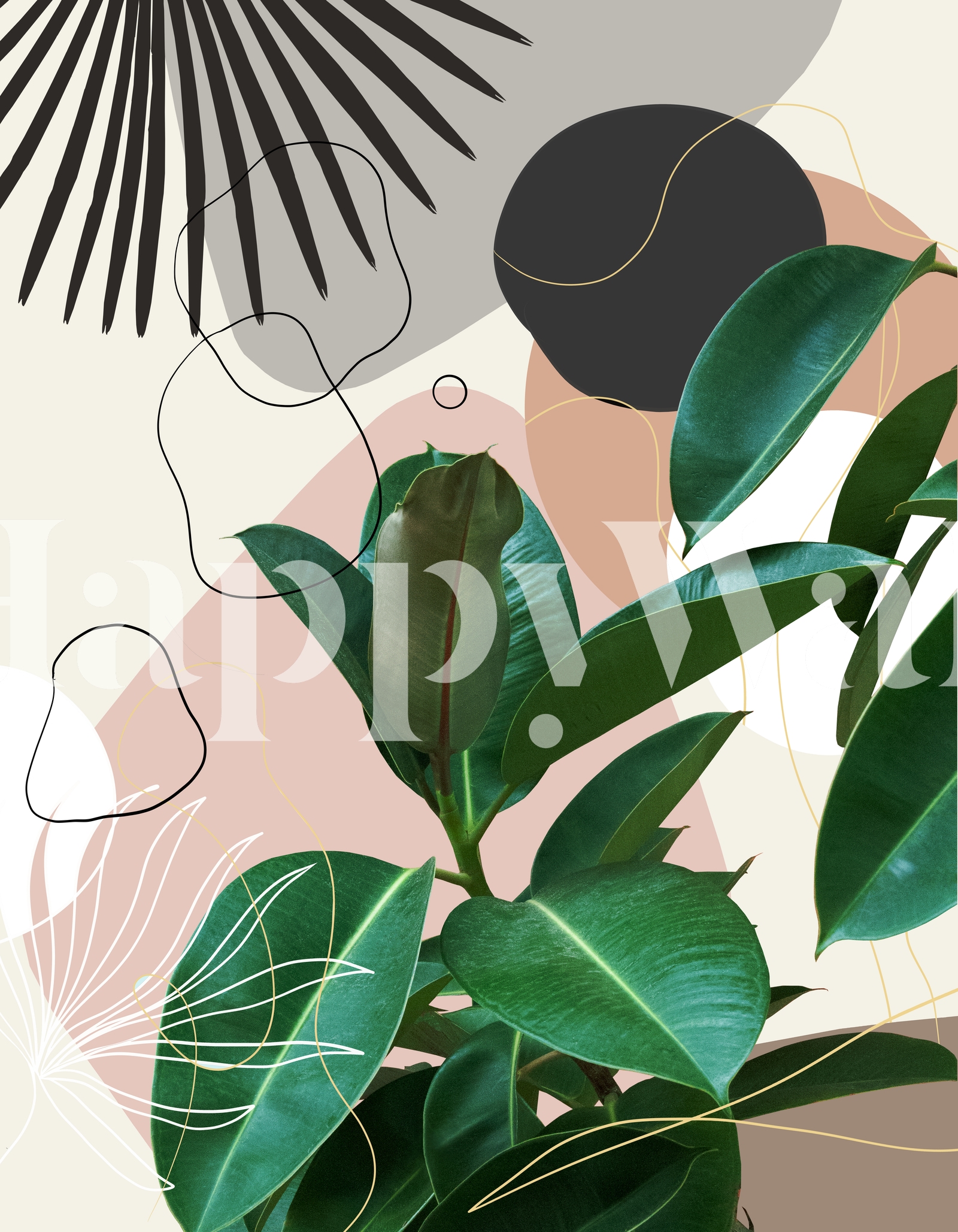 Buy Ficus Fan Palm Finesse 1 Wallpaper | Happywall