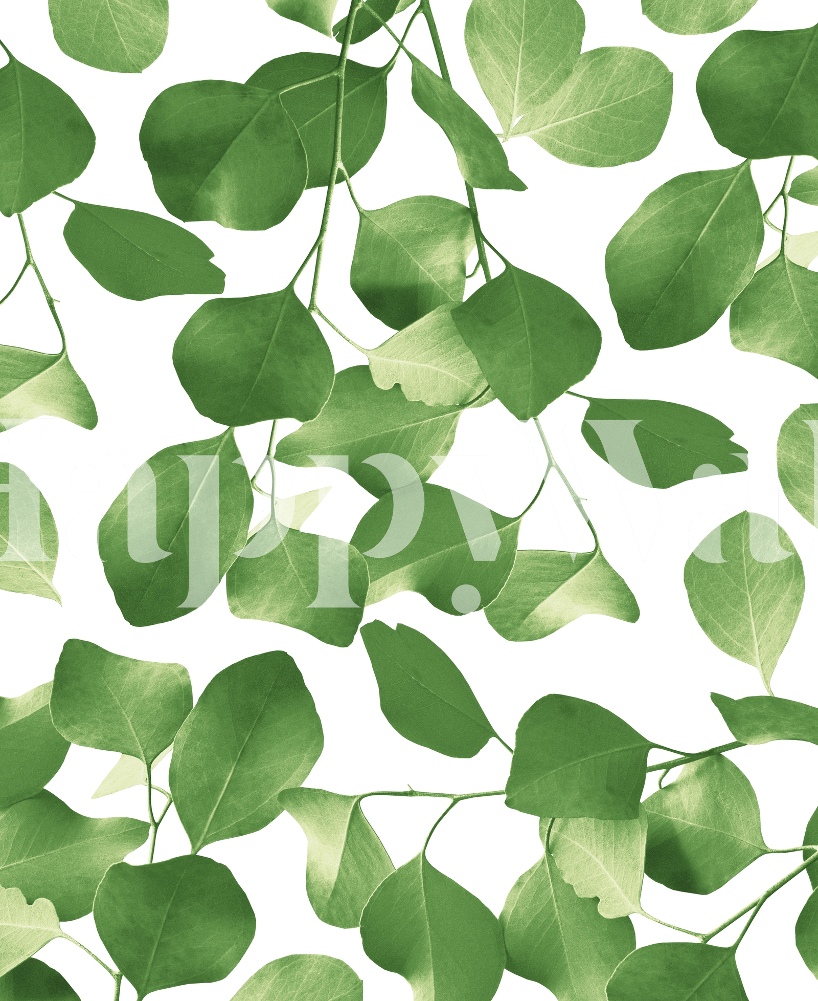 Eucalyptus Leaf Green Wallpaper