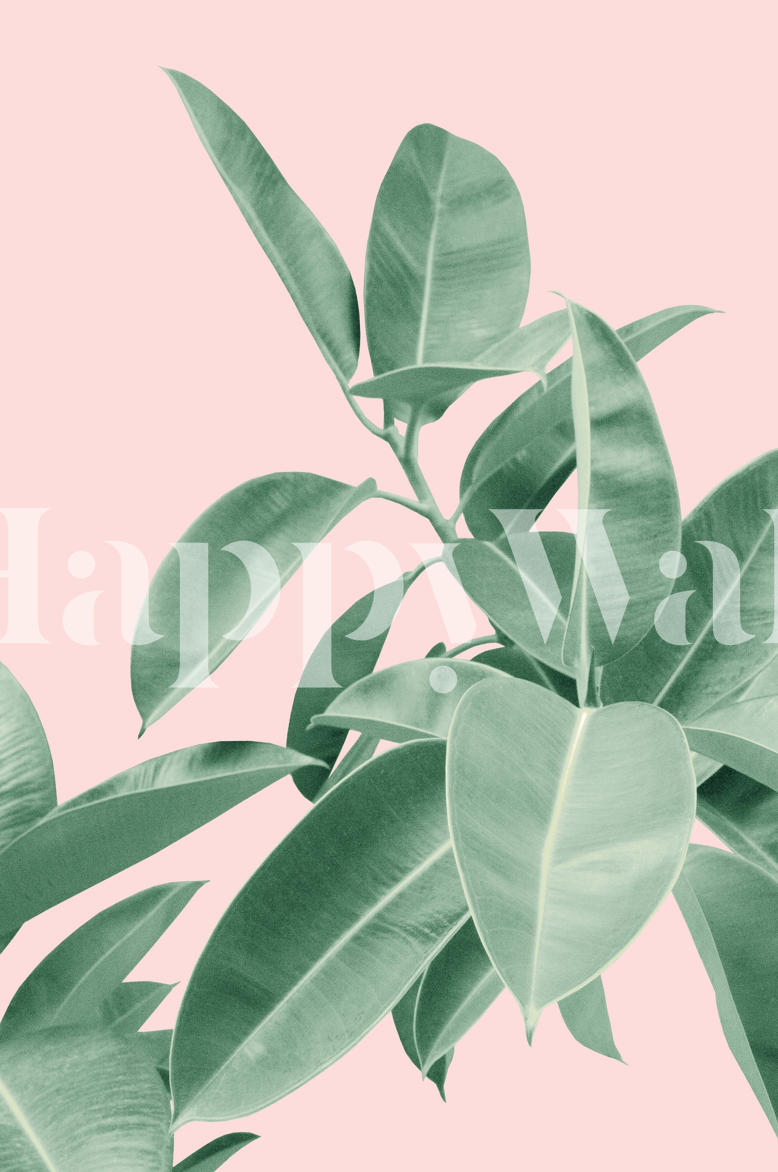 Ficus Elastica Soft Green 2 wallpaper | Happywall