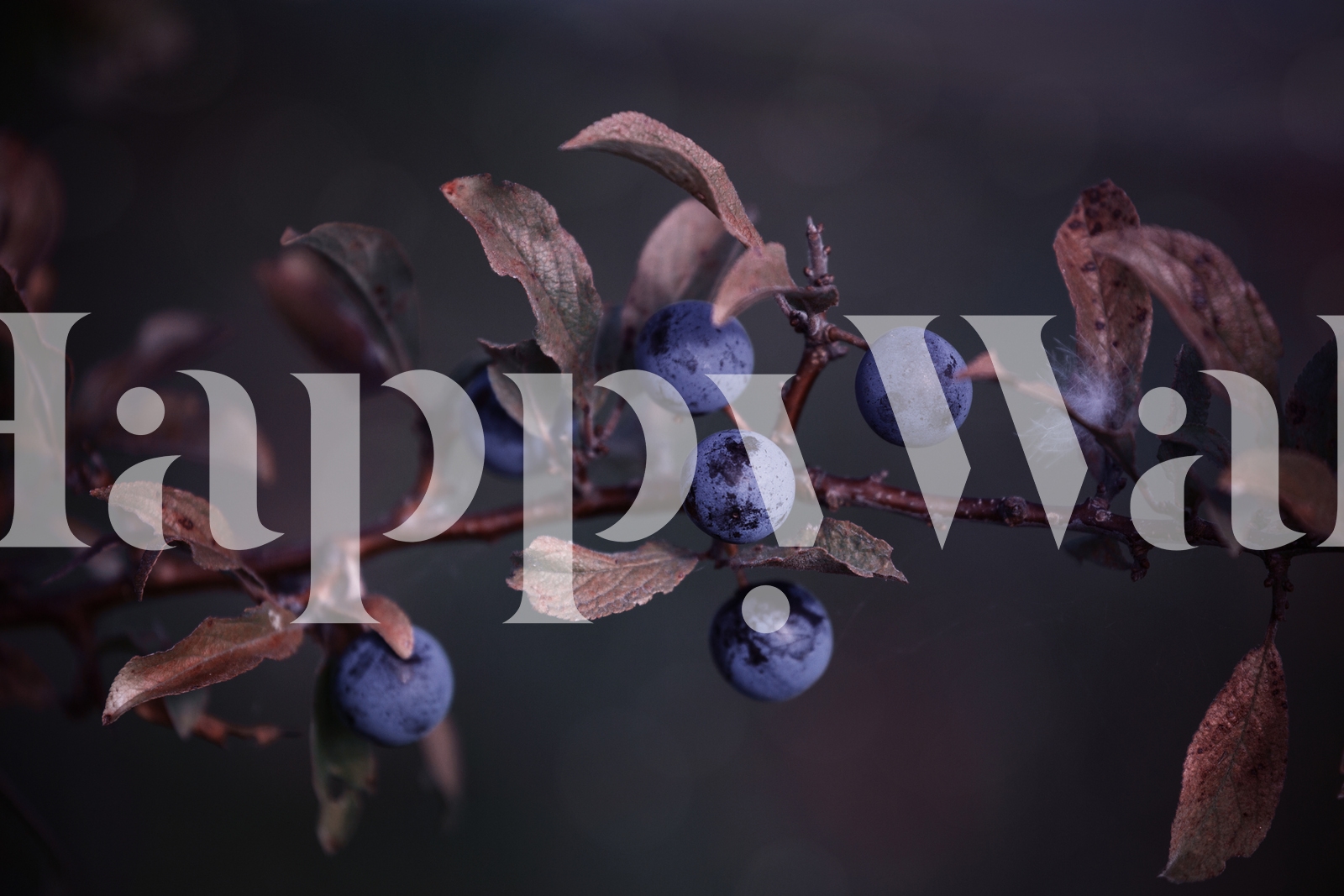 Dark Blue Autumn Berries Wallpaper - Buy Online | Happywall