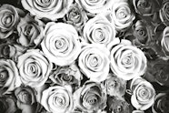 Roses Black And White Wallpaper Happywall Roses Black And White Wallpaper Happywall