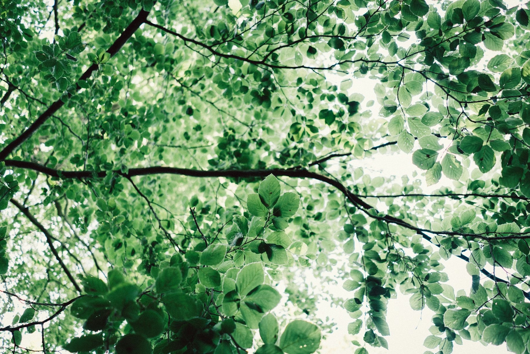 Forest Leaves Wallpaper - Happywall