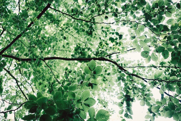 Forest Leaves Wallpaper - Happywall