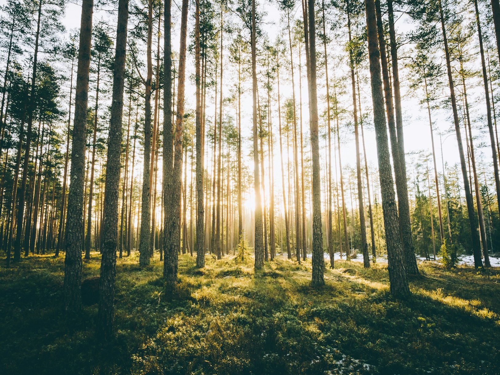 Forest Glow wallpaper - Happywall