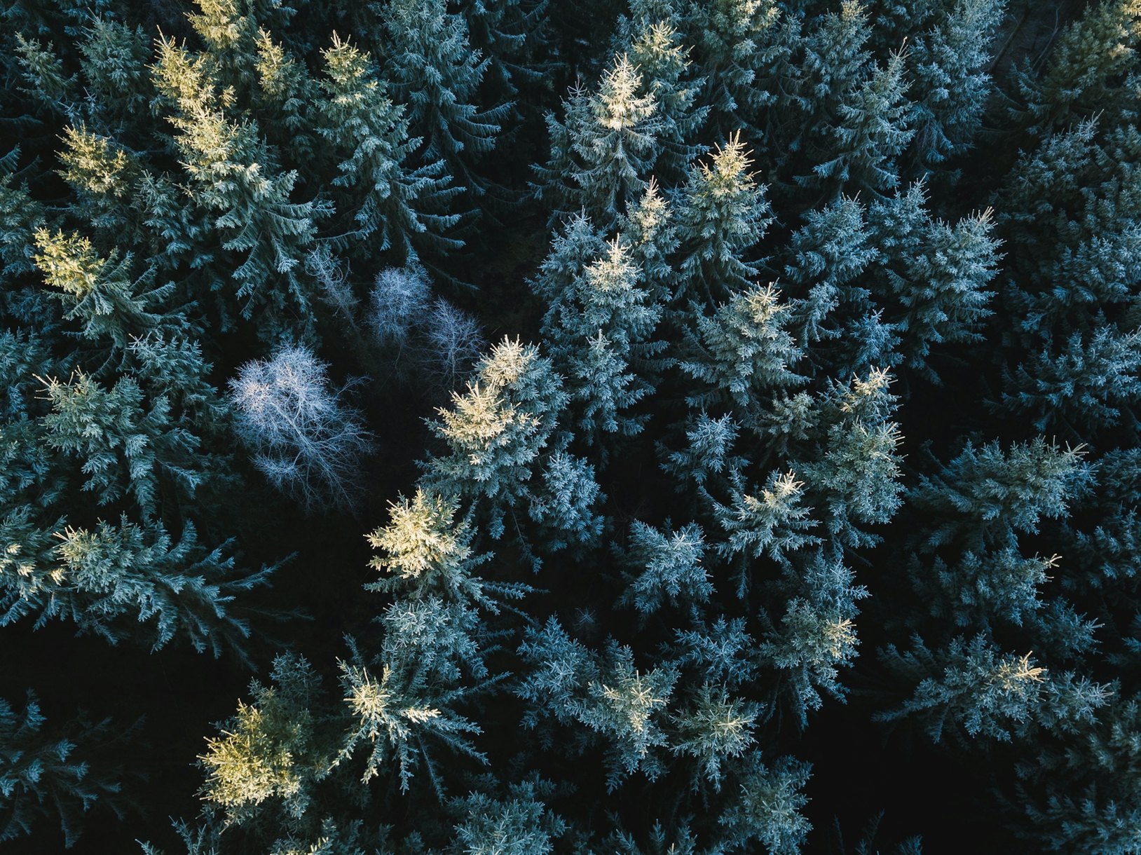 Forest Treetops Wallpaper | Happywall