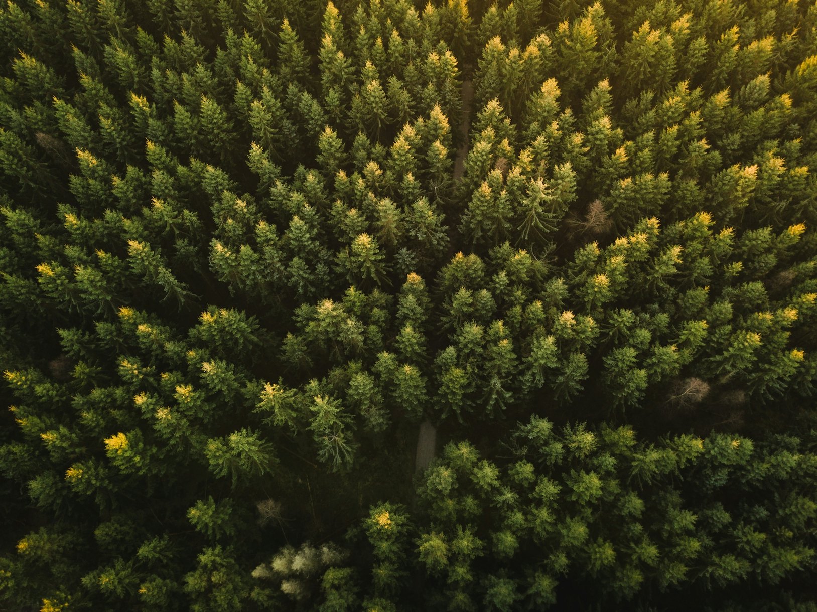 Forest Canopy wallpaper - Happywall