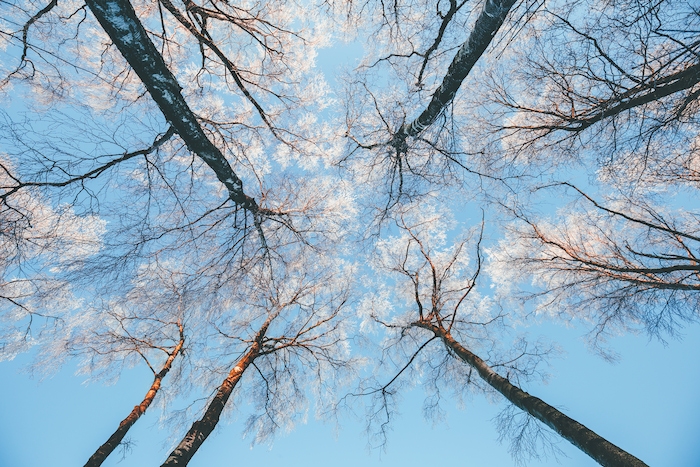 Winter Canopy Blue Sky Tree Wallpaper