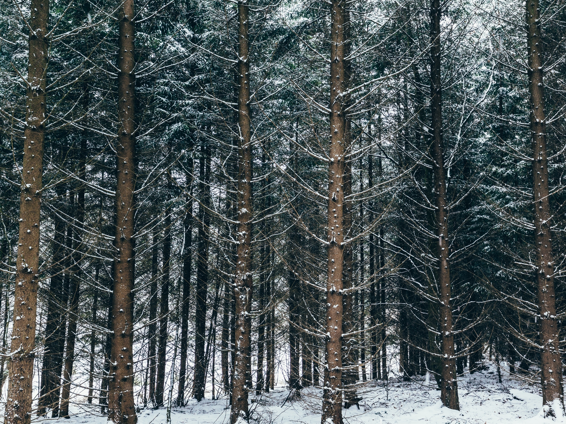 Sticks of Winter Wallpaper | Buy Online at Happywall