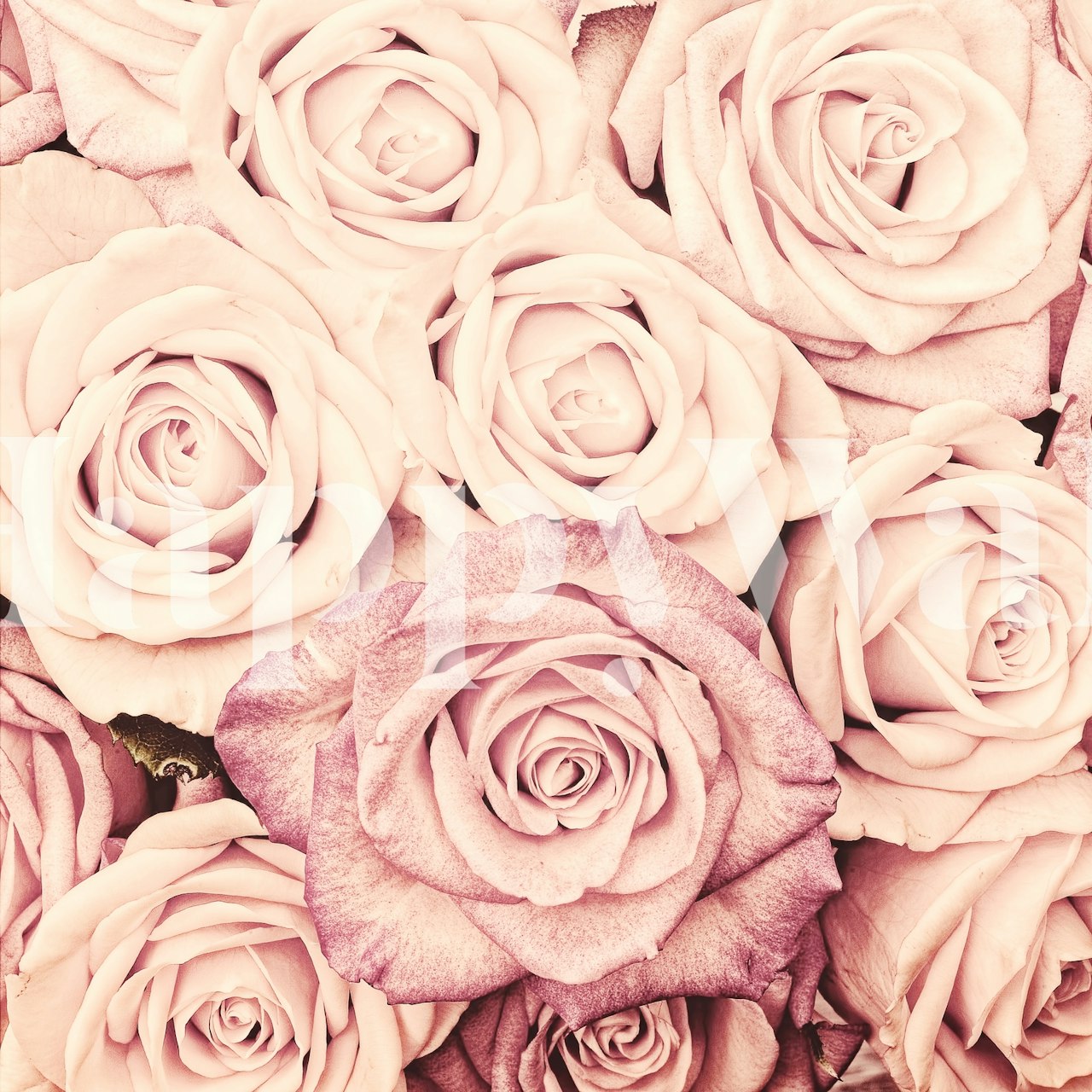 Blush Roses papel de parede | Happywall