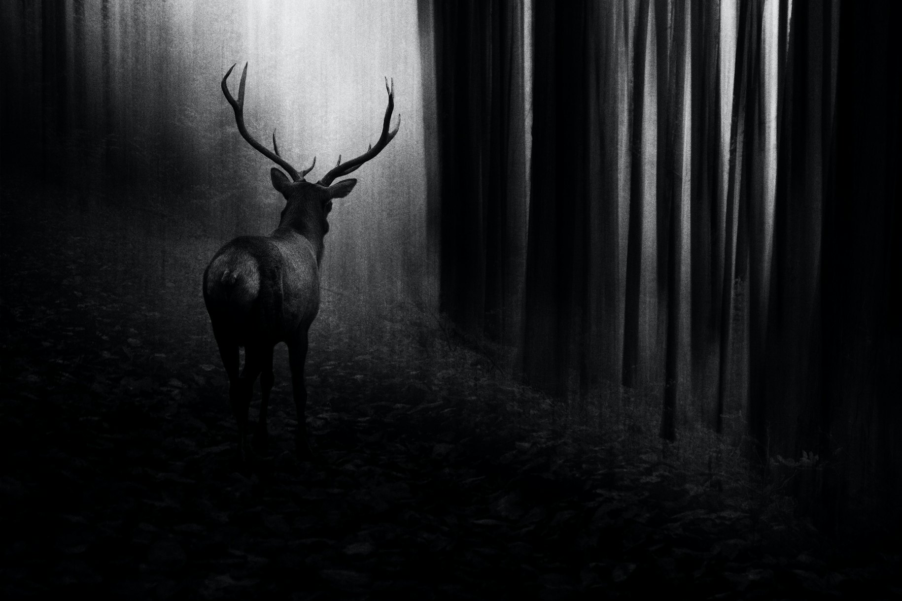 Stag Wallpaper - Buy Scandinavian Style Wallpapers Online | Happywall