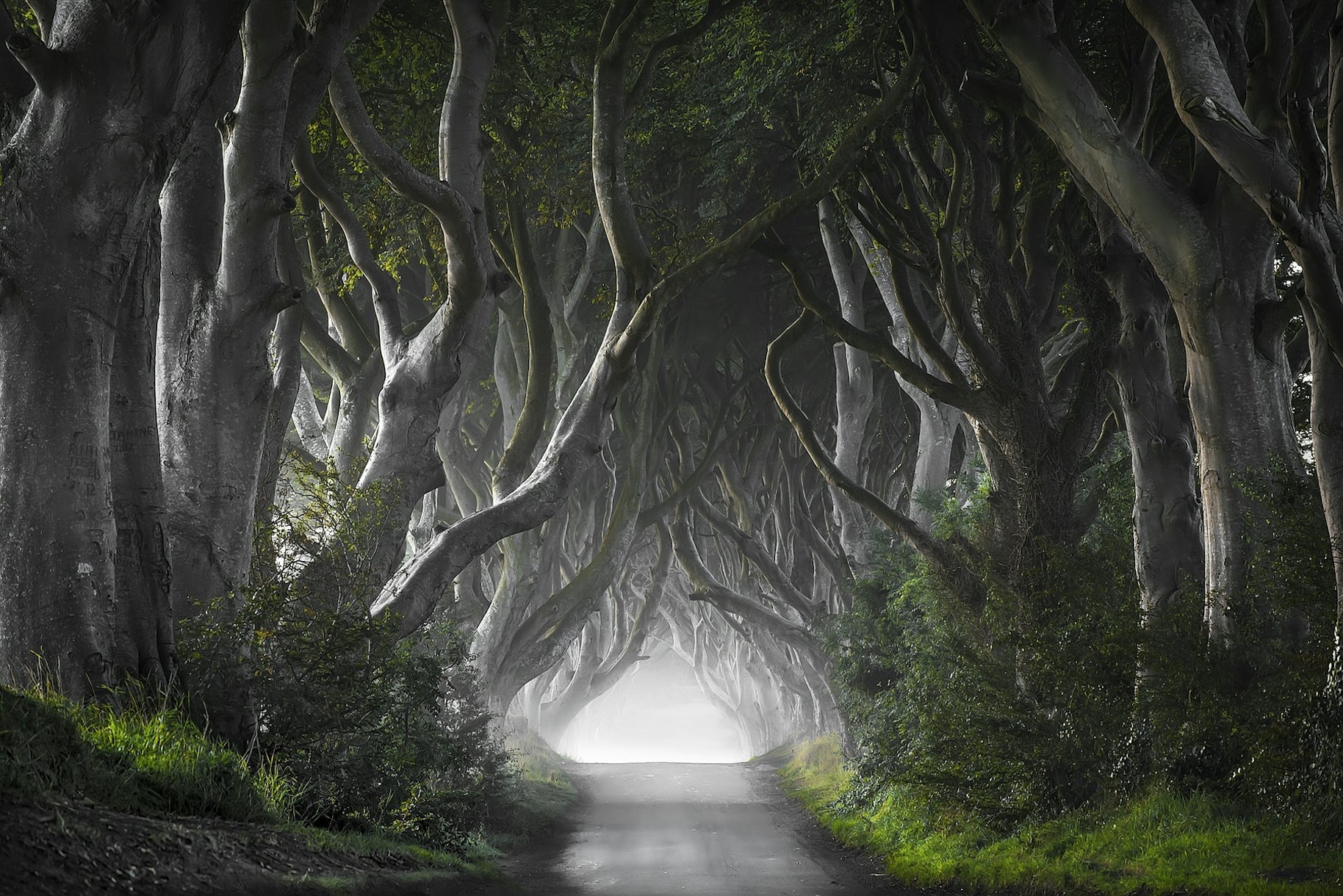 DARK HEDGES wallpaper - Happywall