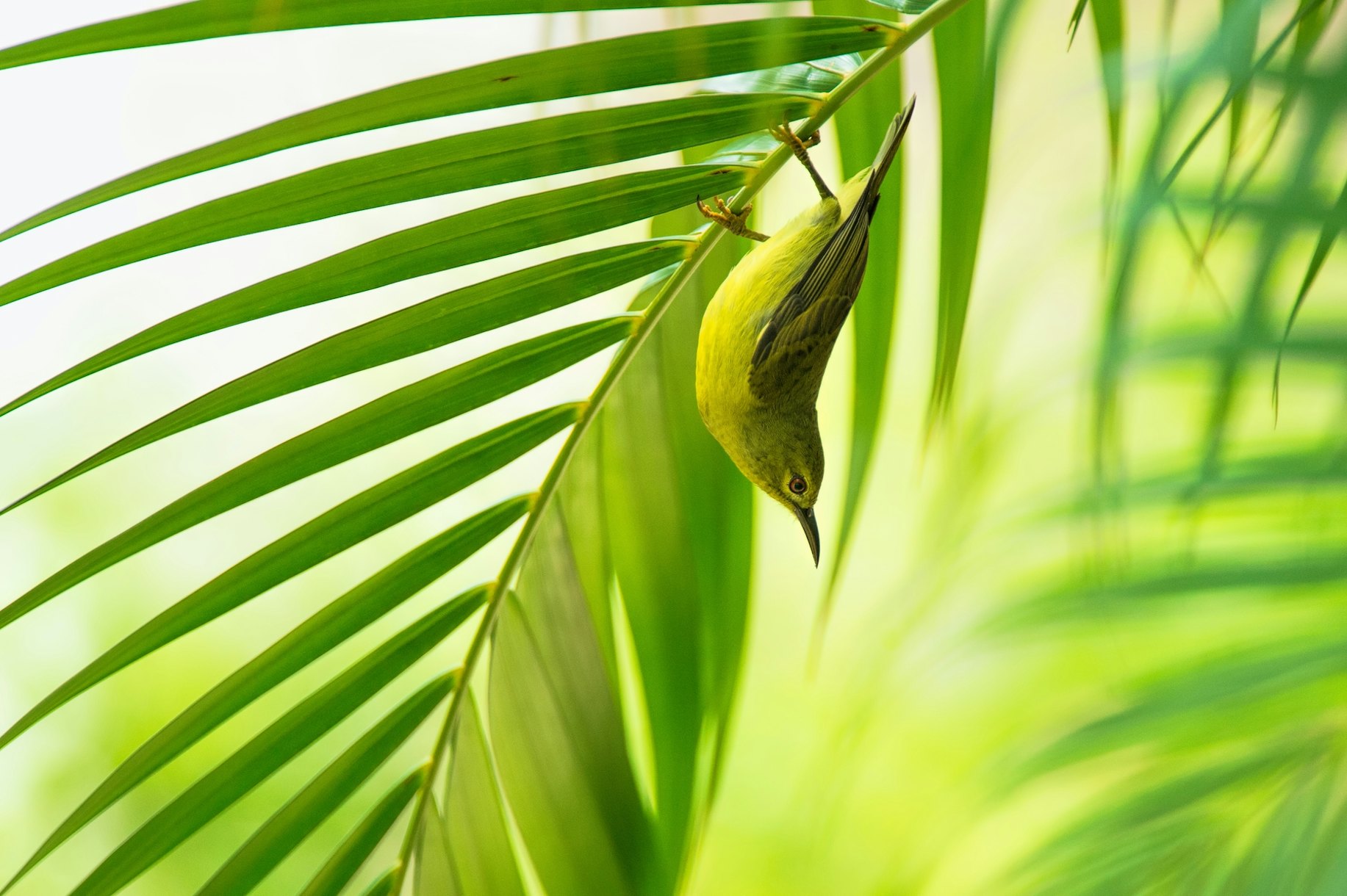 50 shades of green wallpaper | Happywall