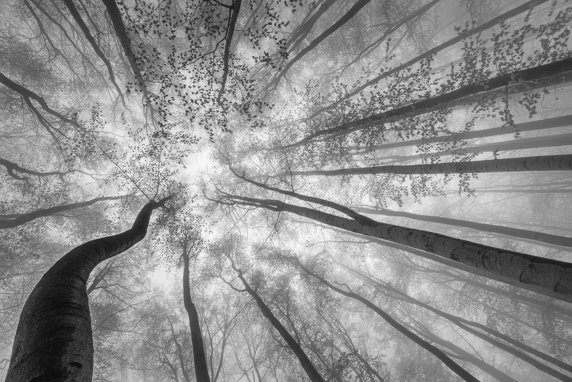 Spring crown of trees wallpaper - Happywall