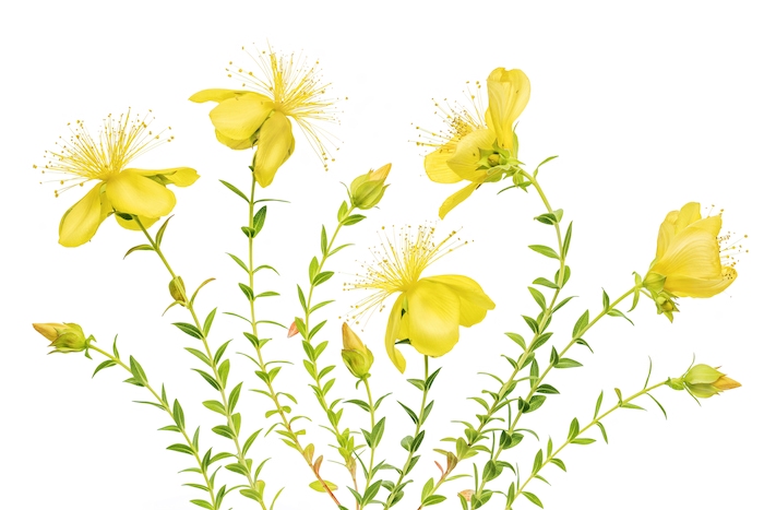 Hypericum Wallpaper | Buy Online on Happywall