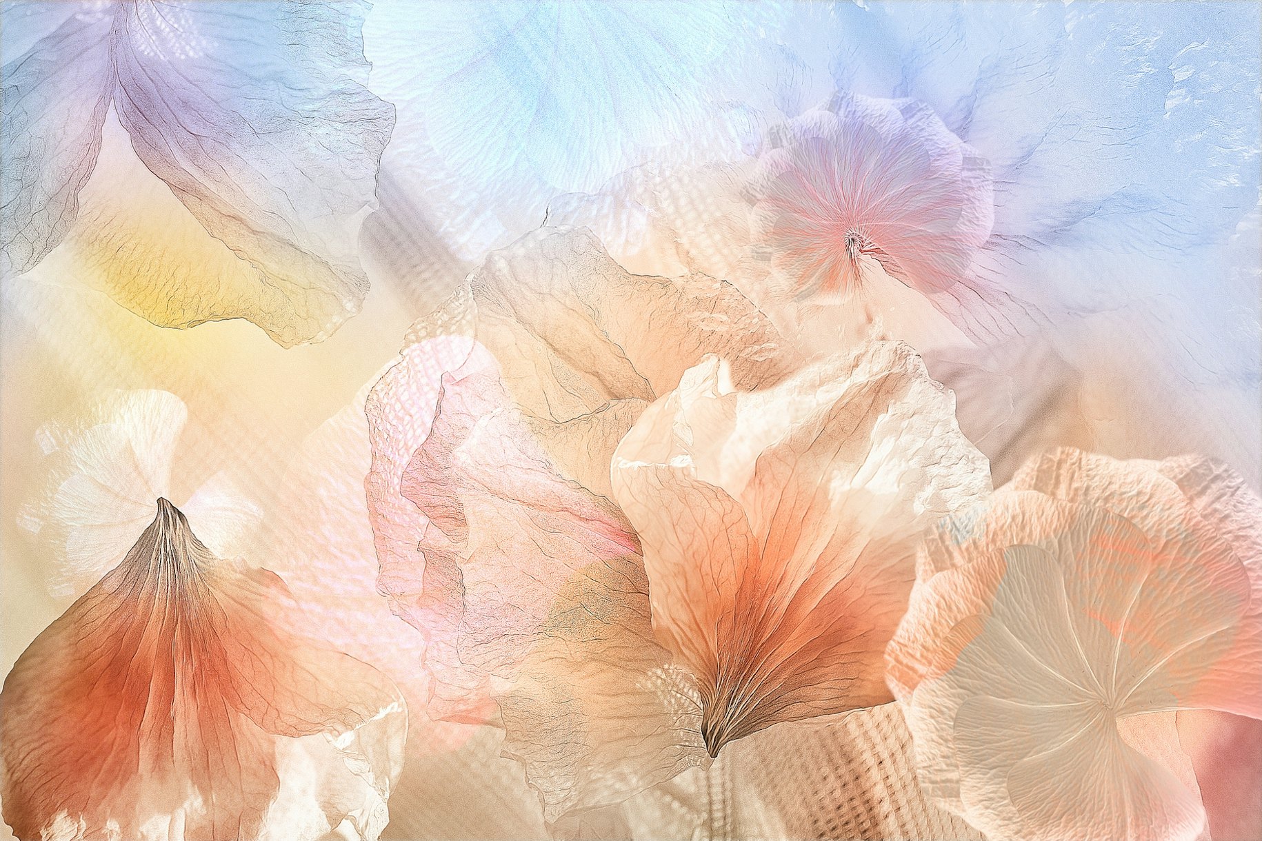 Ethereal Flowers Wallpaper - Buy Online from Happywall