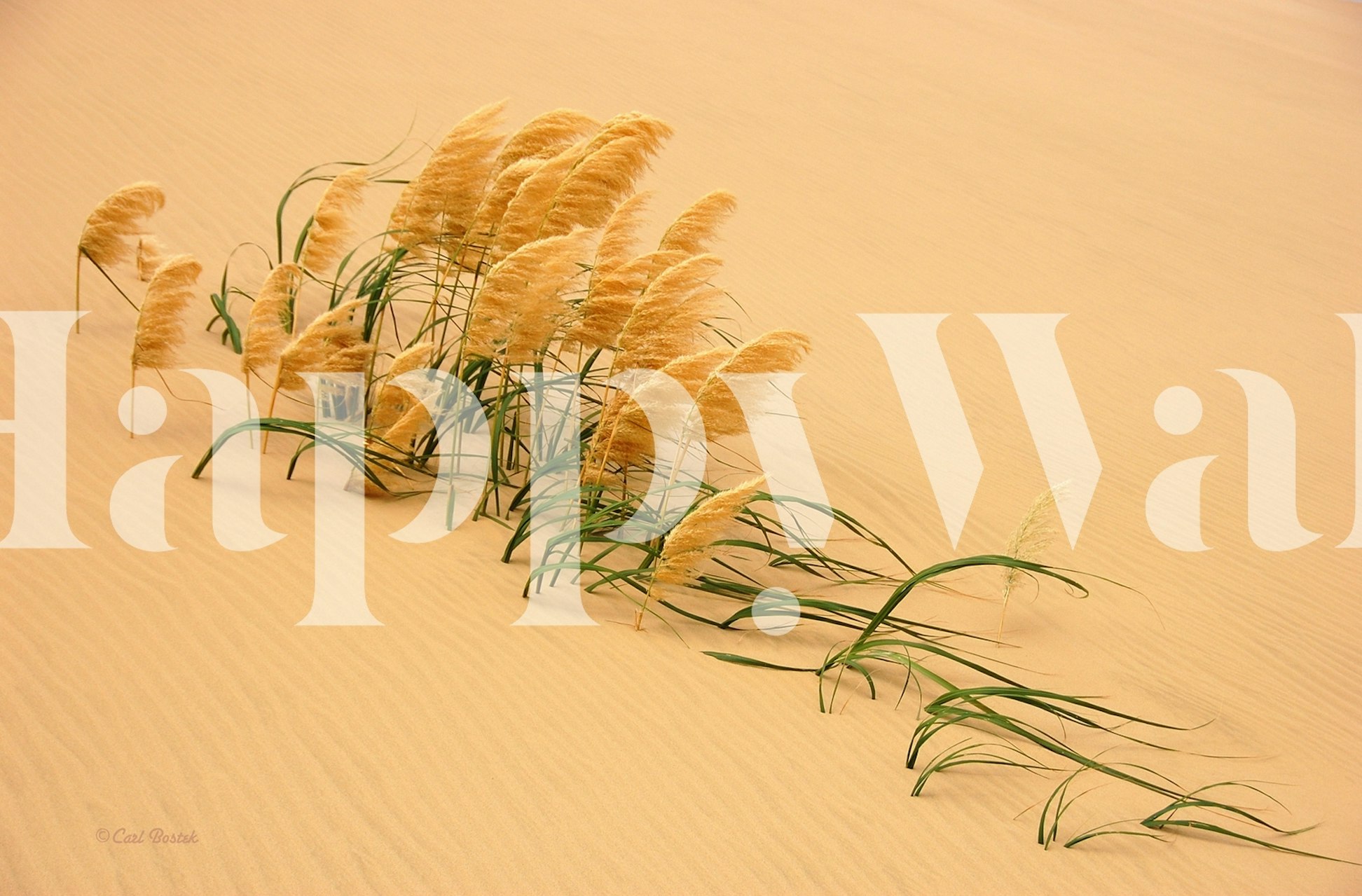 Pampas Grass In Sand Dune Wallpaper Happywall