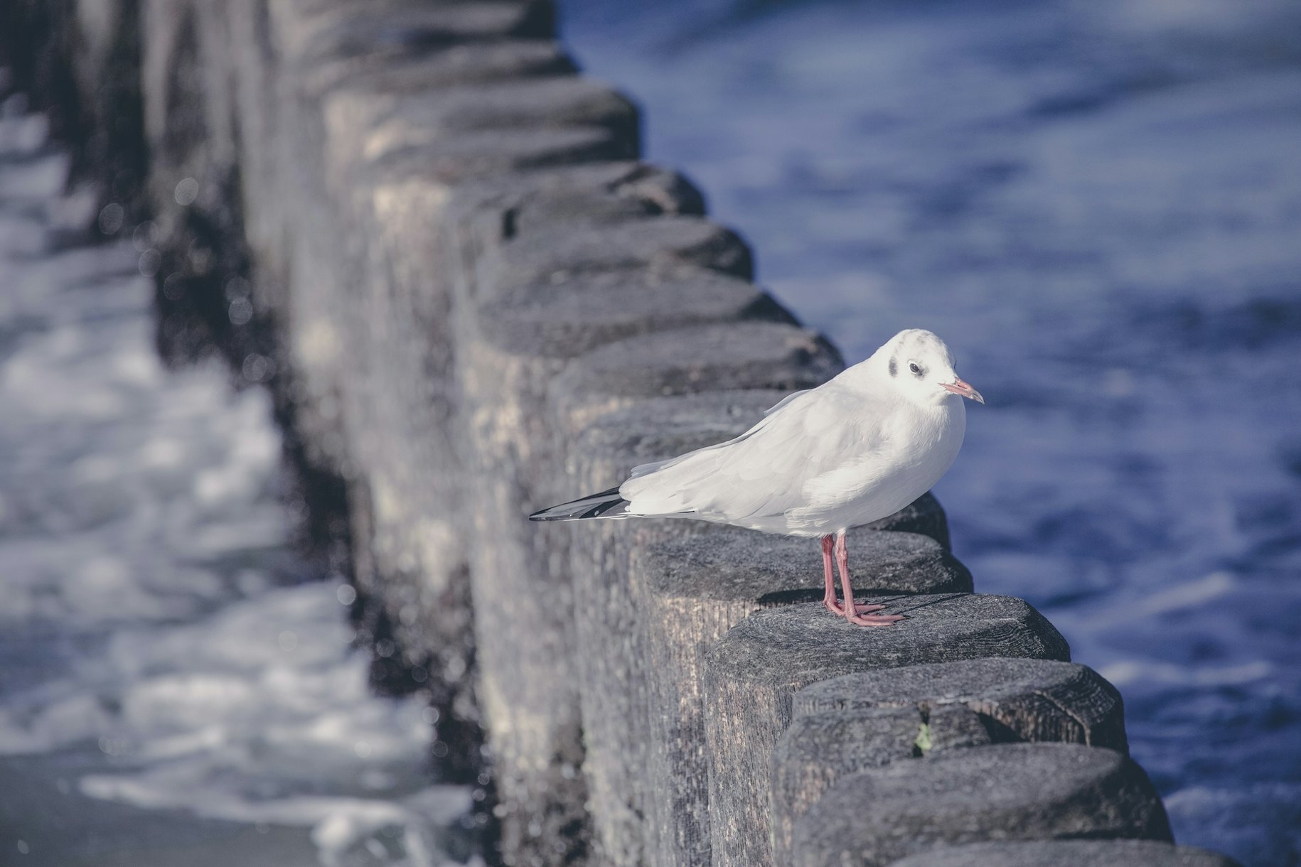 Seagull Relaxing wallpaper - Happywall
