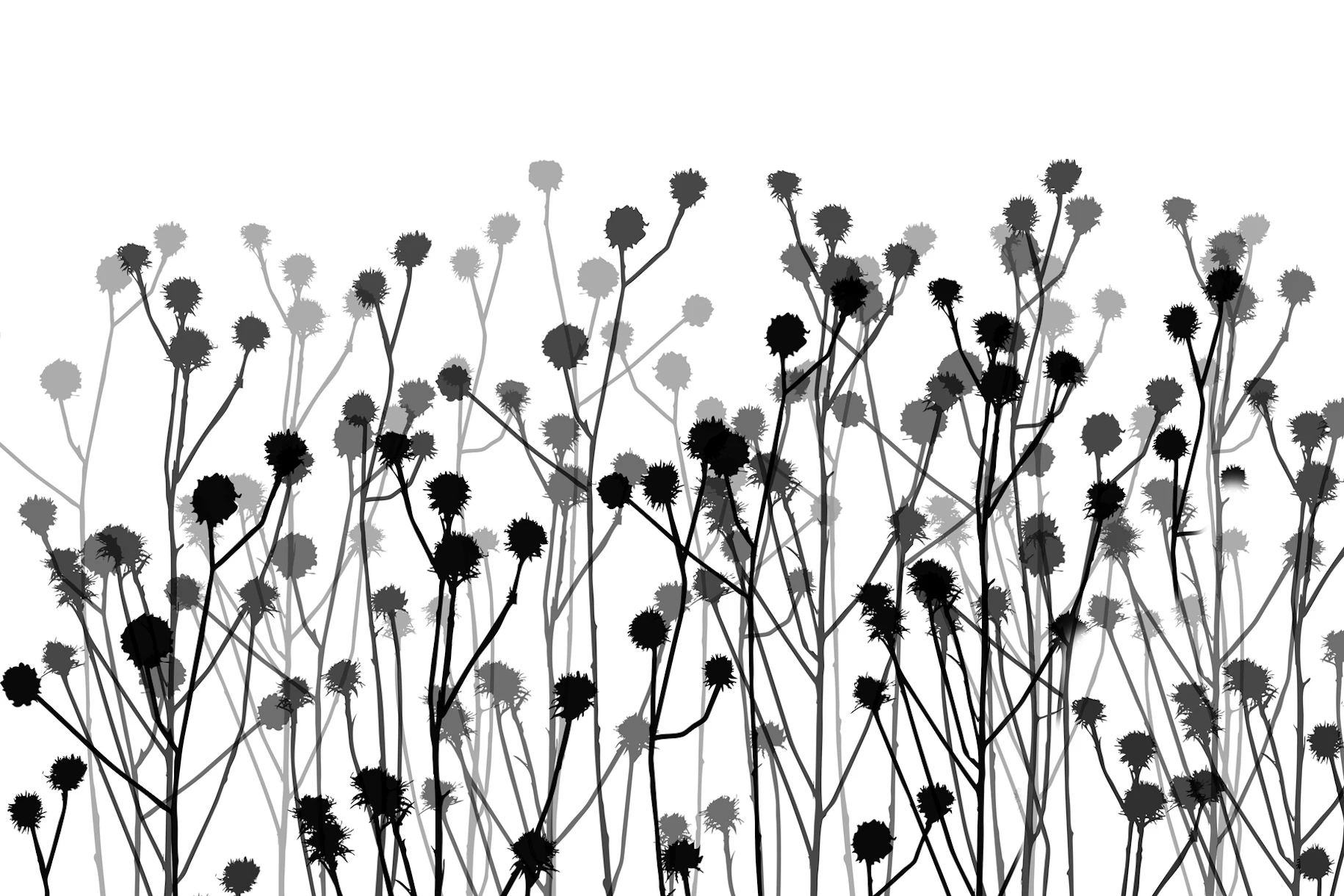 Minimalistic Botany White Wallpaper - Happywall