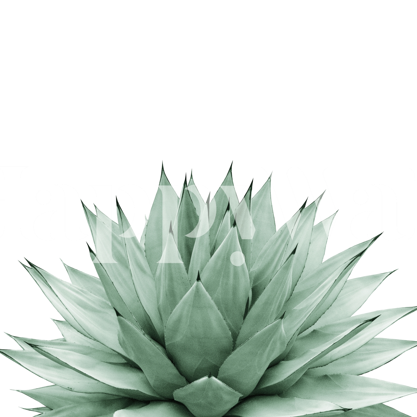 Agave Green Summer Vibes Wallpaper | Happywall.com