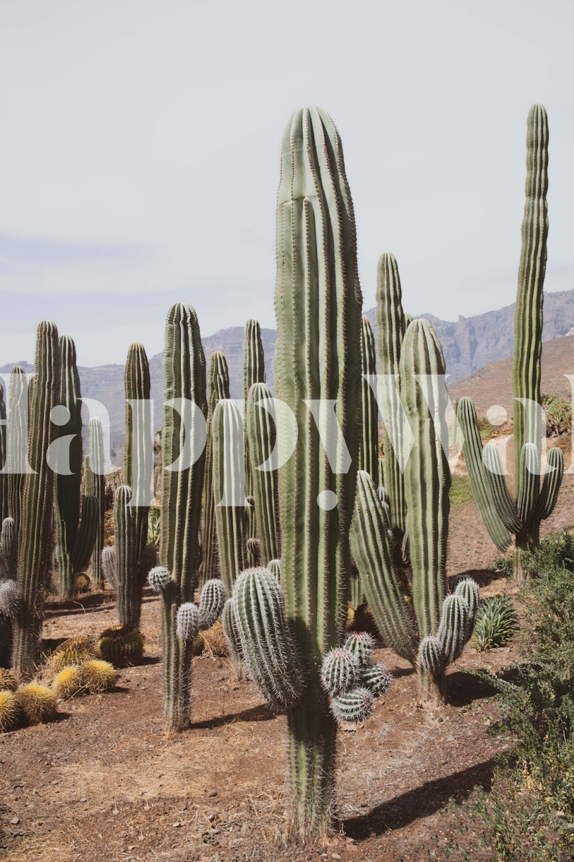 Cactus Oasis 1 Wallpaper | Happywall