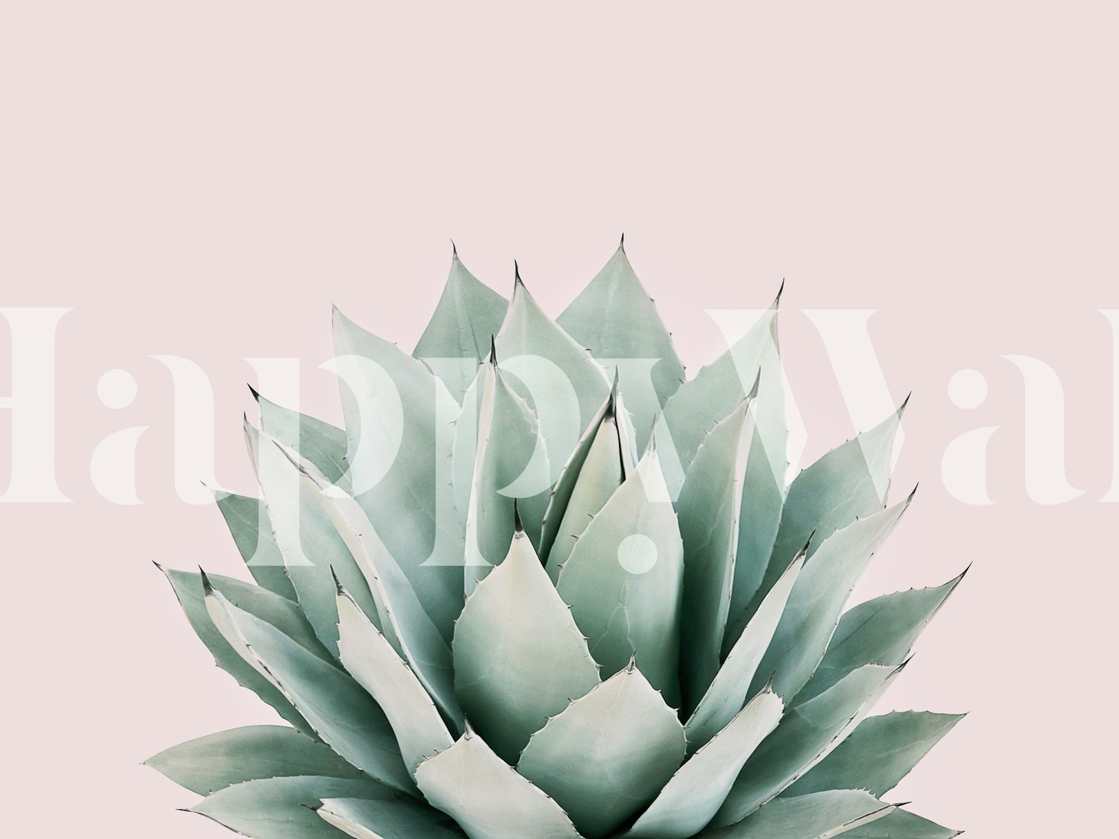 Agave on Pink Wallpaper | Buy Online at Happywall