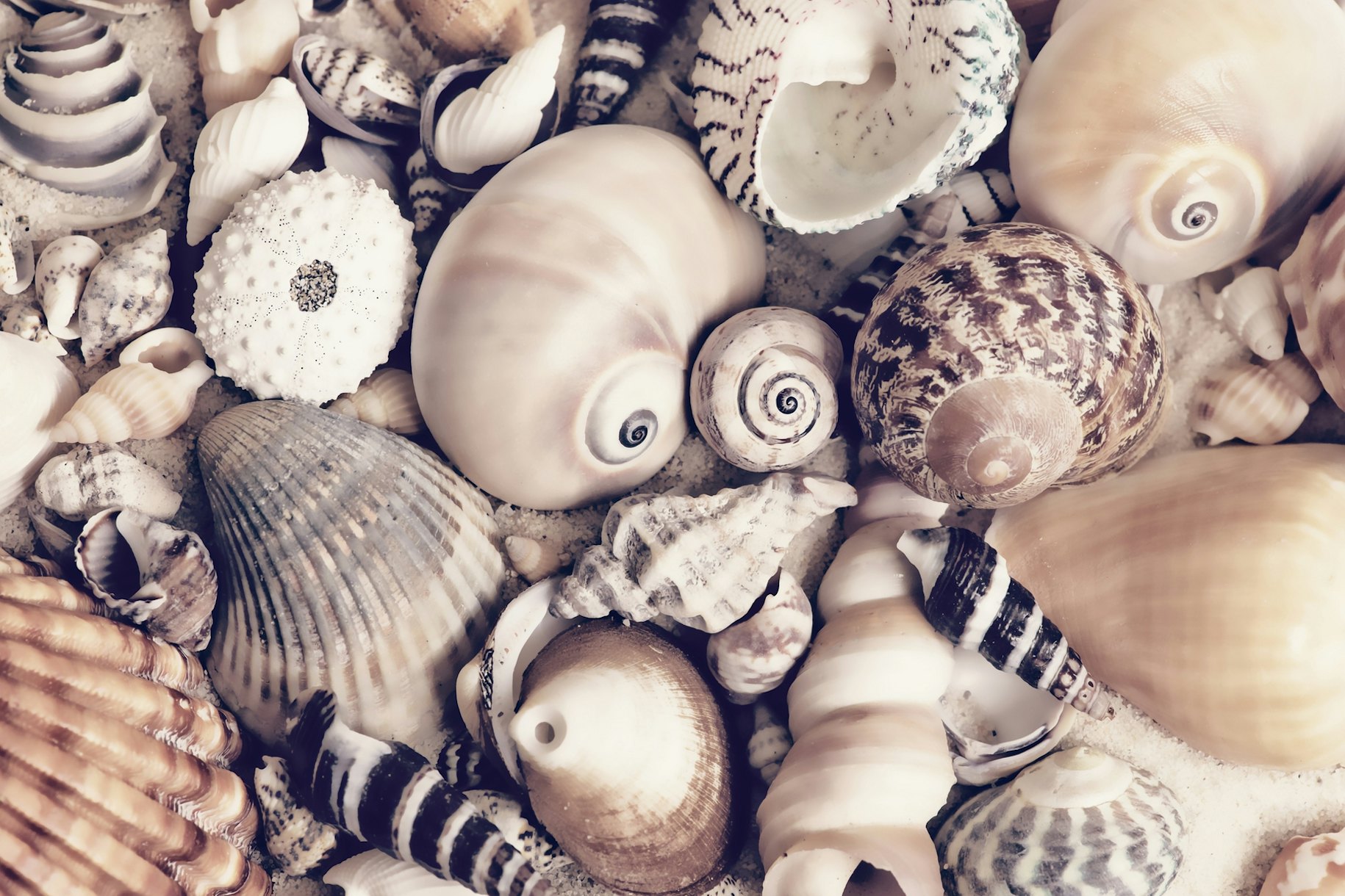 Seashell Collection Wallpaper - Beautiful and Trendy Designs | Happywall